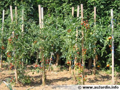 Bien tuteurer les tomates