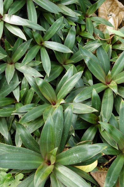 Rhoéo, Tradescantia spathacea : planter, cultiver, multiplier