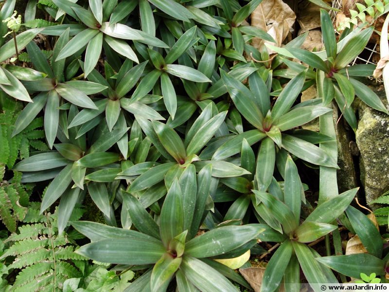 Rhoéo, Tradescantia spathacea : planter, cultiver, multiplier