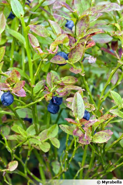 Myrtillier commun, Myrtille sauvage : planter, cultiver, récolter