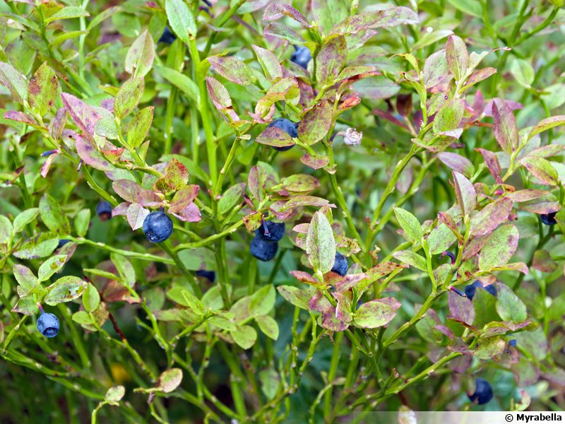 Myrtillier commun, Myrtille sauvage : planter, cultiver, récolter