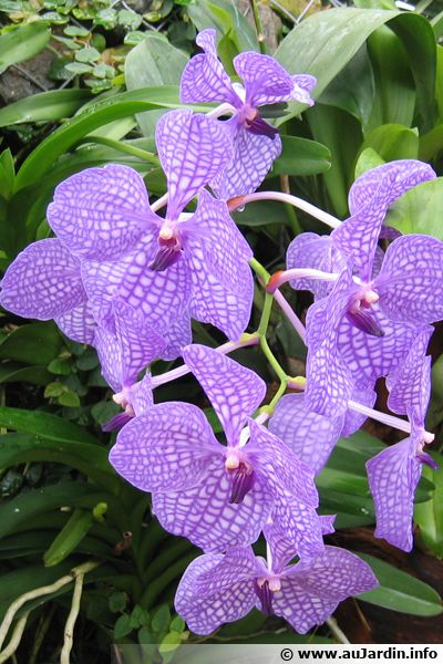 Vanda : planter, cultiver, multiplier