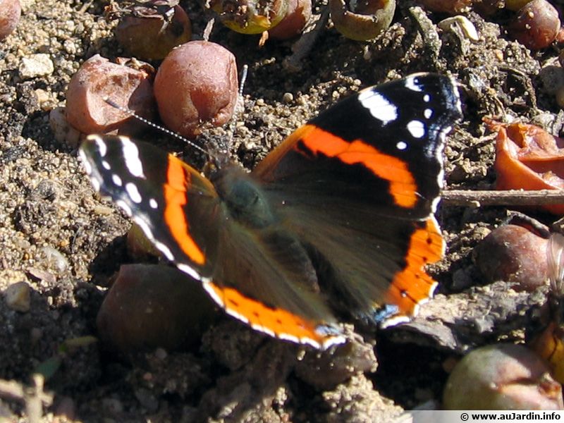 Les lépidoptères ou papillons