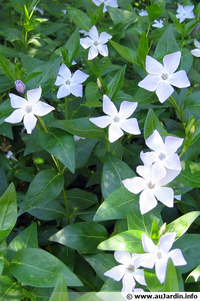 Petite pervenche, Vinca minor : planter, cultiver, multiplier