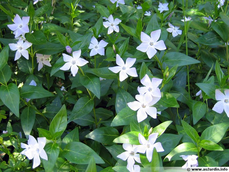 Petite pervenche, Vinca minor : planter, cultiver, multiplier
