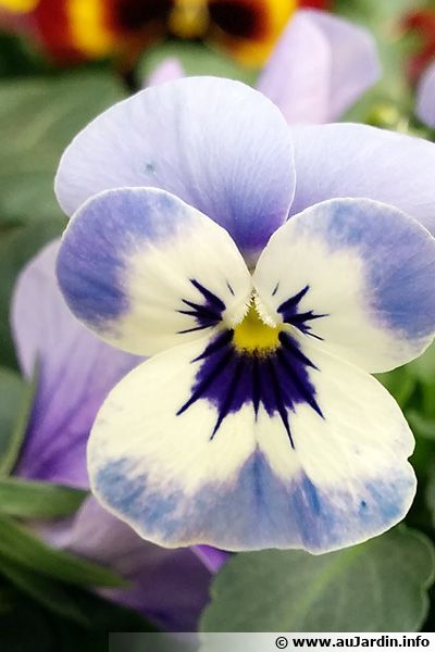 Violette cornue, Pensée à cornes, Pensée cornue, Viola cornuta ...