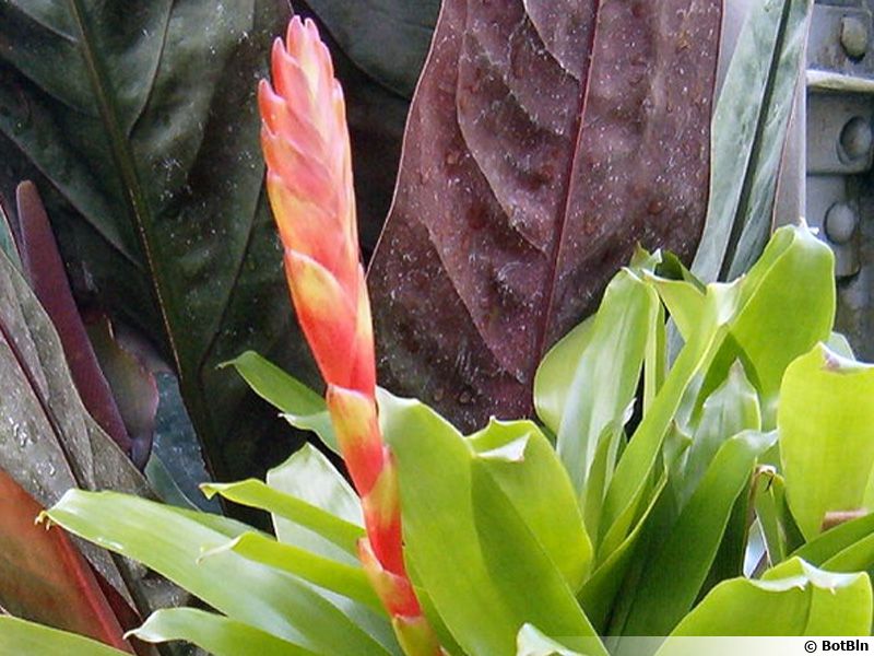 Vriésie, Vriesia, Vriesea : planter, cultiver, multiplier