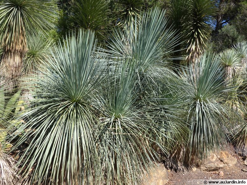 Yucca à feuilles linéaires, Yucca linearifolia : planter, cultiver ...