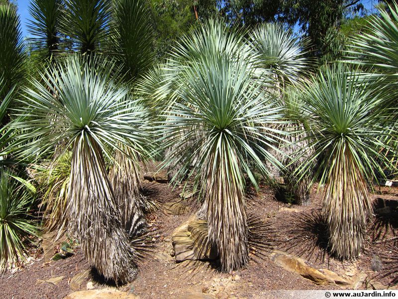 Yucca rostré, Yucca rostrata : planter, cultiver, multiplier