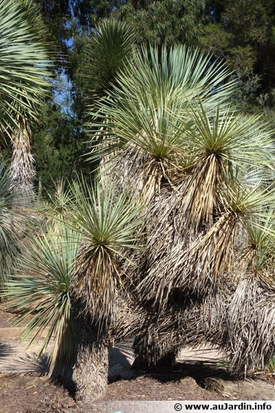 Yucca de Thompson, Yucca thompsoniana : planter, cultiver, multiplier