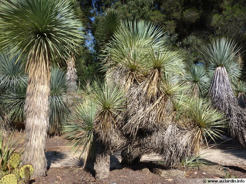 Yucca de Thompson, Yucca thompsoniana : planter, cultiver, multiplier