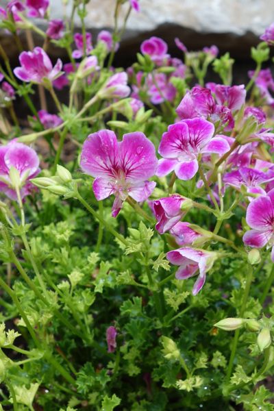 Des géraniums aux senteurs de citron