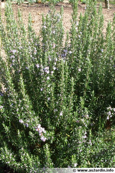 Les bienfaits du romarin