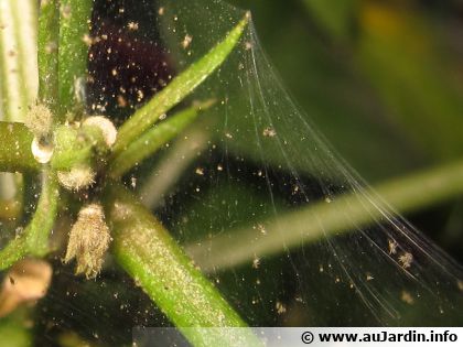 Acariens, Tétraniques tisserands, Araignées rouges : traitement et lutte
