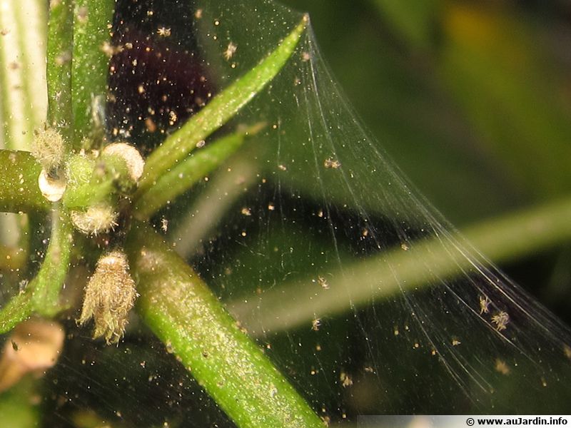 Acariens, Tétraniques tisserands, Araignées rouges : symptômes et ...