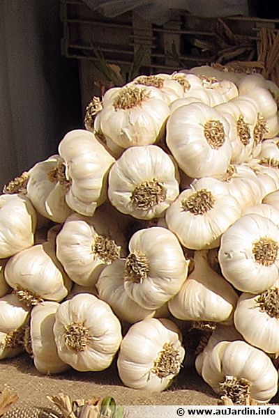 Les bienfaits de l'ail