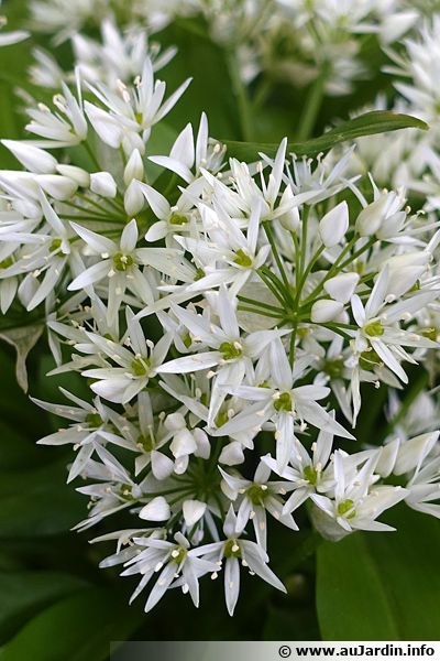 Ail des ours, Ail des bois, Ail à larges feuilles : planter, cultiver ...