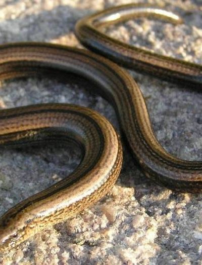 L'orvet, un curieux animal ami du jardinier