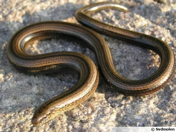 L'orvet, un curieux animal ami du jardinier