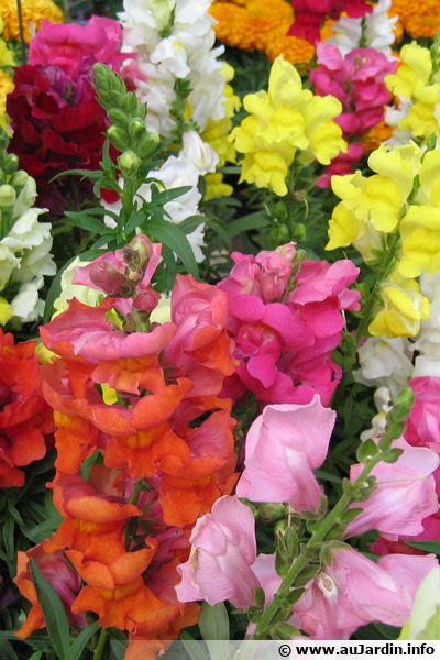 Gueule de loup, muflier, Antirrhinum majus : planter, cultiver, multiplier