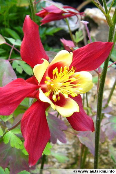 Ancolie des jardins, Aquilegia vulgaris : planter, cultiver, multiplier
