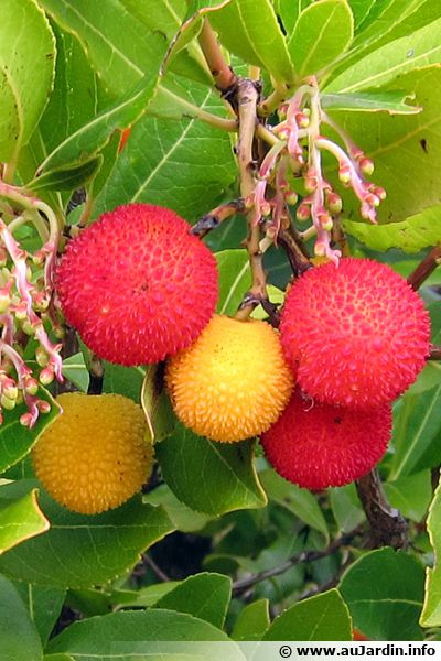 Arbousier (Arbouse), Arbre aux fraises : planter, cultiver, récolter