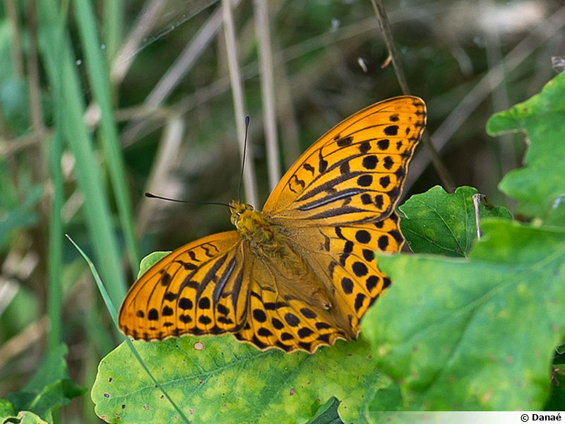 Les lépidoptères ou papillons