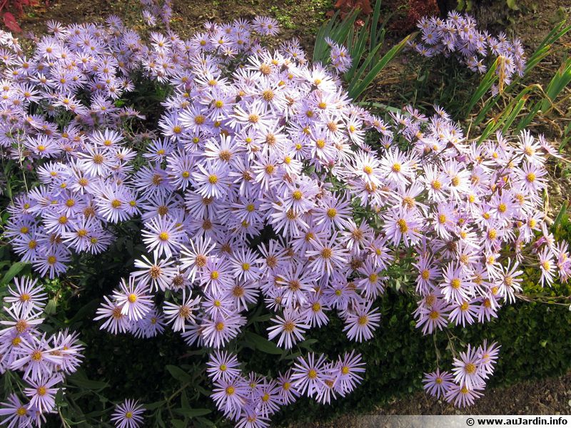 Aster : planter, cultiver, multiplier