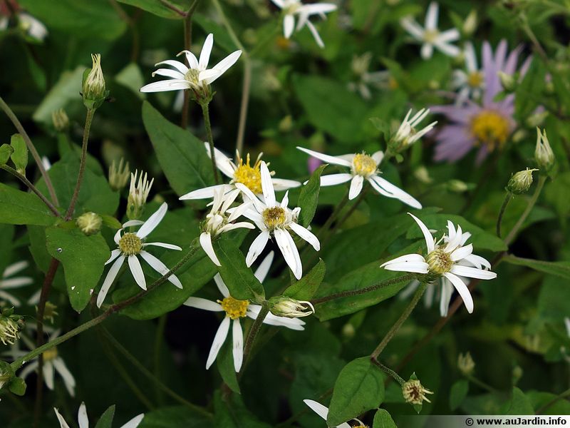Aster divariqué, Aster à rameaux étalés, Aster divaricatus : planter ...