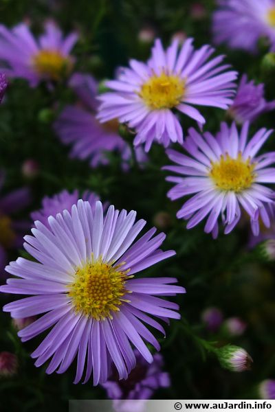 Aster buissonnant, Aster nain, Aster touffu, Symphyotricum dumosum ...