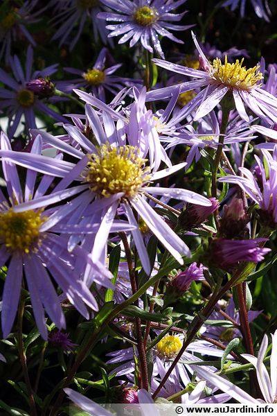 Aster des Pyrénées, Aster pyrenaeus 'Lutetia' : planter, cultiver, multiplier