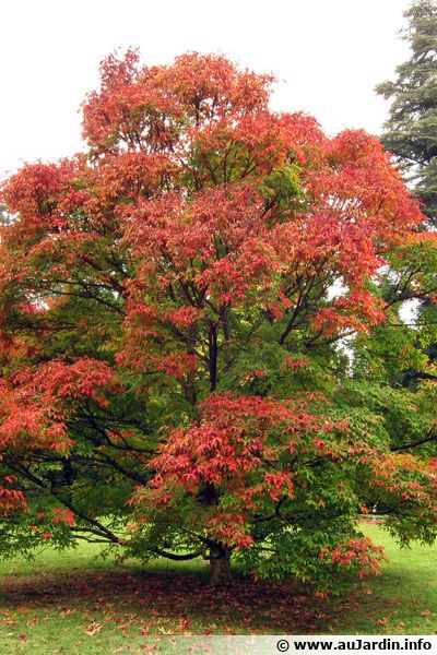 Pourquoi les feuilles tombent en automne