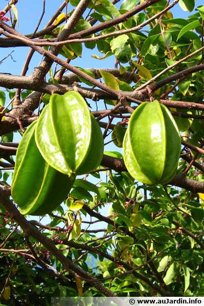 Carambolier (Carambole) : planter, cultiver, récolter
