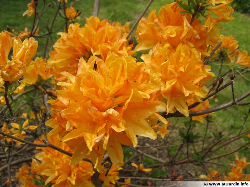 Azalée, Azalea : planter, cultiver, multiplier