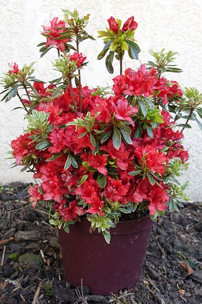 La culture des azalées et rhododendrons en pots