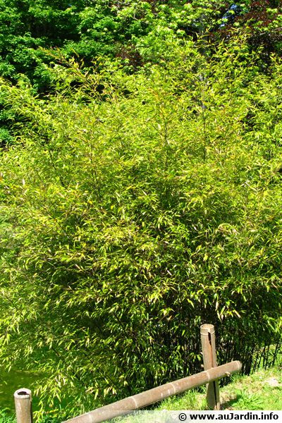 Le bambou, ami ou ennemi