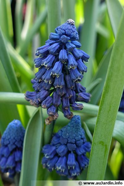 Bellevalia pycnantha : planter, cultiver, multiplier