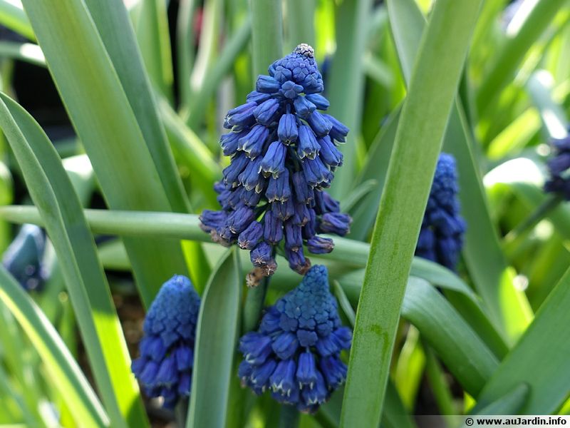 Bellevalia pycnantha : planter, cultiver, multiplier