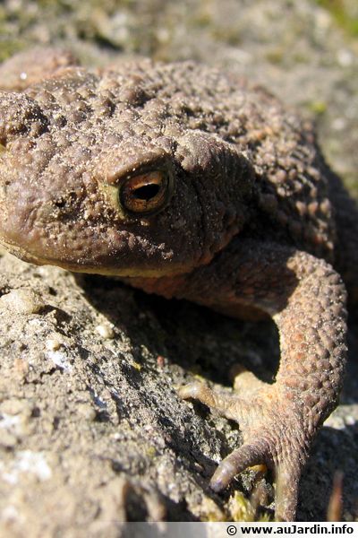 Le crapaud commun, un batracien utile pour votre jardin