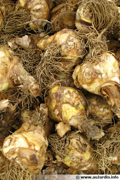 La conservation des bulbes