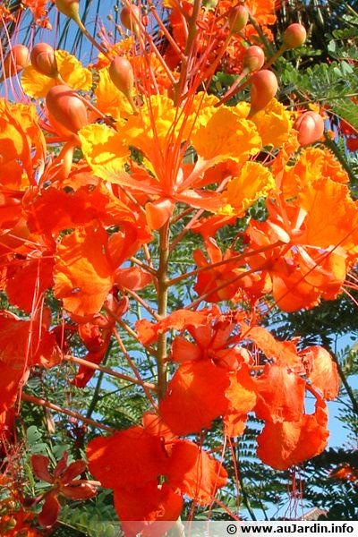 Petit flamboyant, Baraguette, Caesalpinia pucherrima : planter, cultiver, multiplier