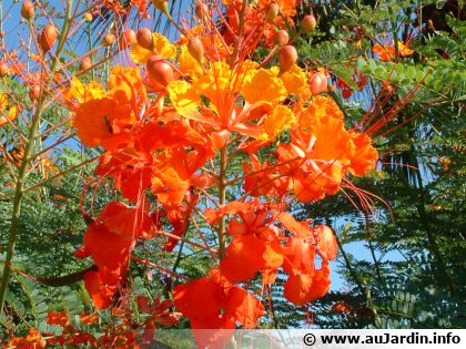 Petit flamboyant, Baraguette, Caesalpinia pucherrima : planter, cultiver, multiplier