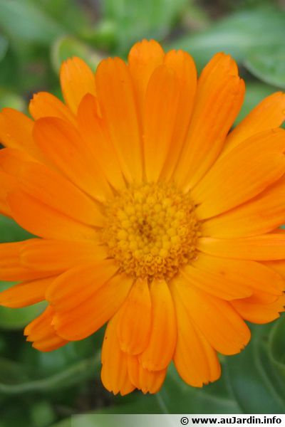 Souci, Calendula officinalis : planter, cultiver, multiplier