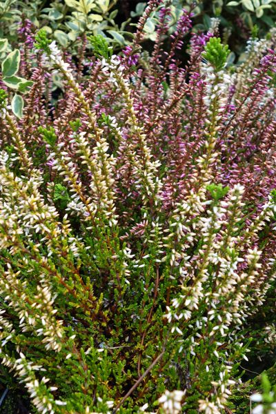 Bruyère commune, Callune d'automne, Calluna vulgaris : planter ...