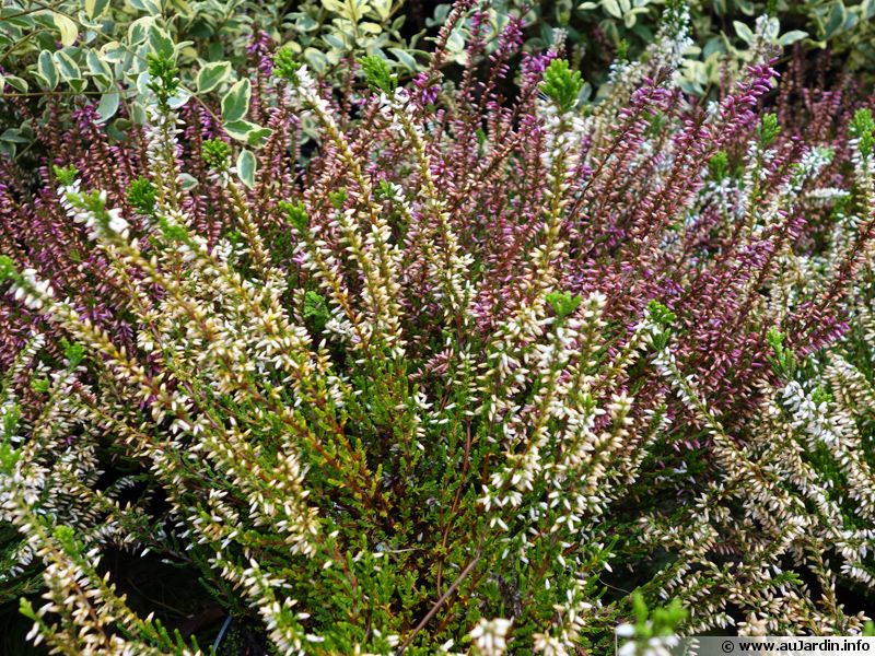 Bruyère commune, Callune d'automne, Calluna vulgaris : planter ...