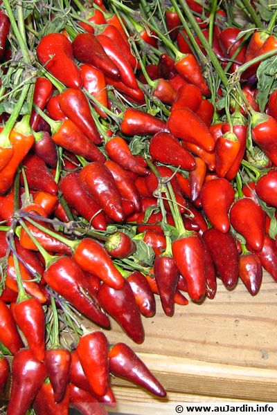Piment : planter, cultiver, récolter