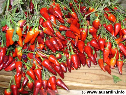 Piment : planter, cultiver, récolter