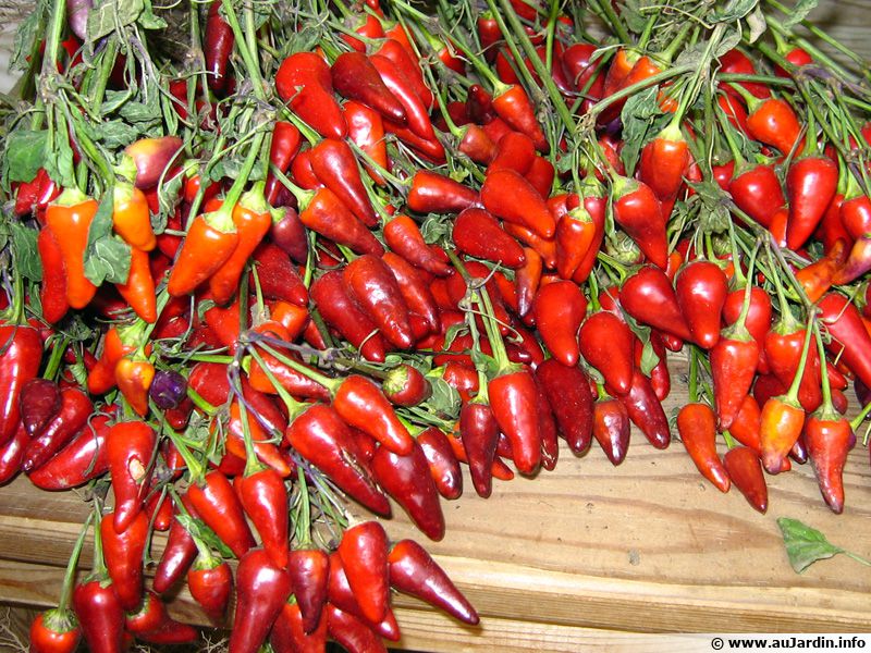 Piment : planter, cultiver, récolter