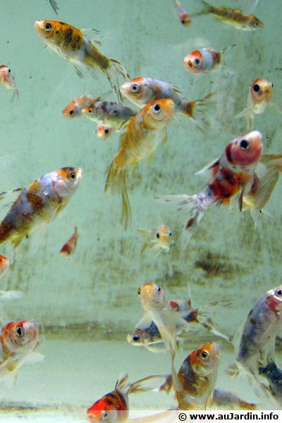 Le shubunkin, un petit poisson coloré