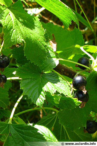 Les bienfaits du cassis